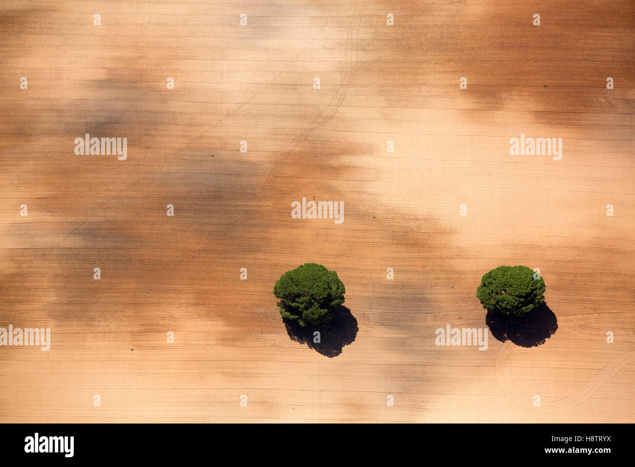 Aerial view of Pine trees in a field, Huelva , Andalusia, Spain Stock ...
