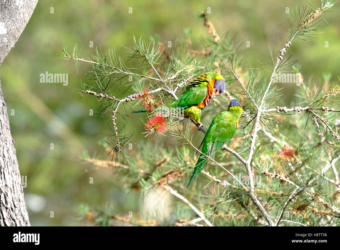 Rainbow Lorikeets (Trichoglossus haematodus) male in front of the ...