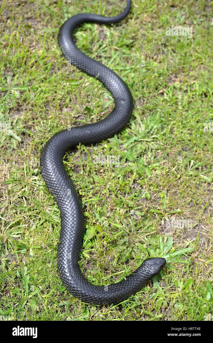 Eastern Tiger Snake (Notechis scutatus) on grass, Tasmania, Australia ...