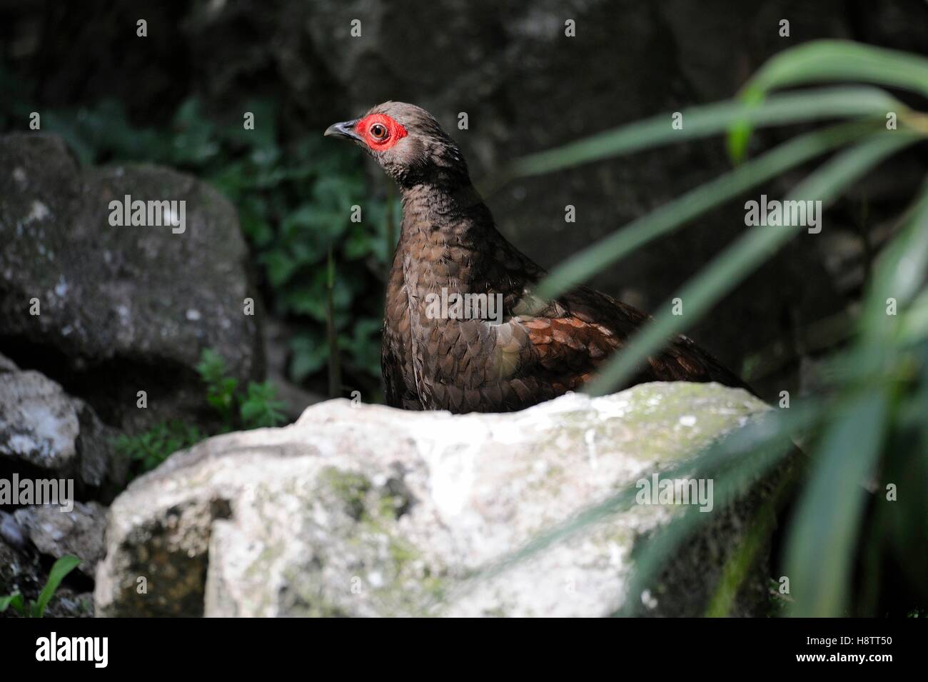 Edwards's Pheasant (Lophura edwardsi) female Stock Photo - Alamy