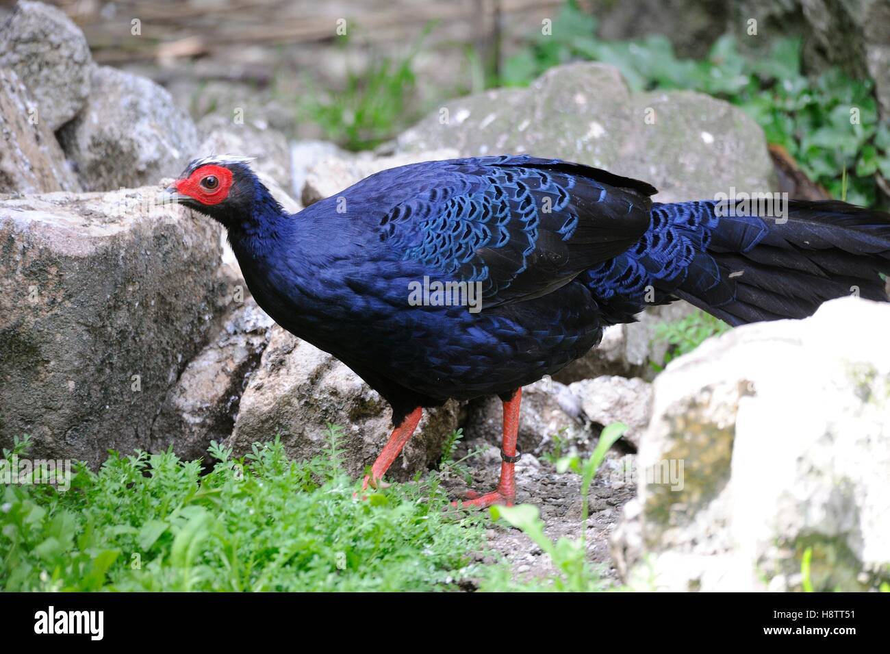 Edwards Pheasant Edwards' Pheasant
