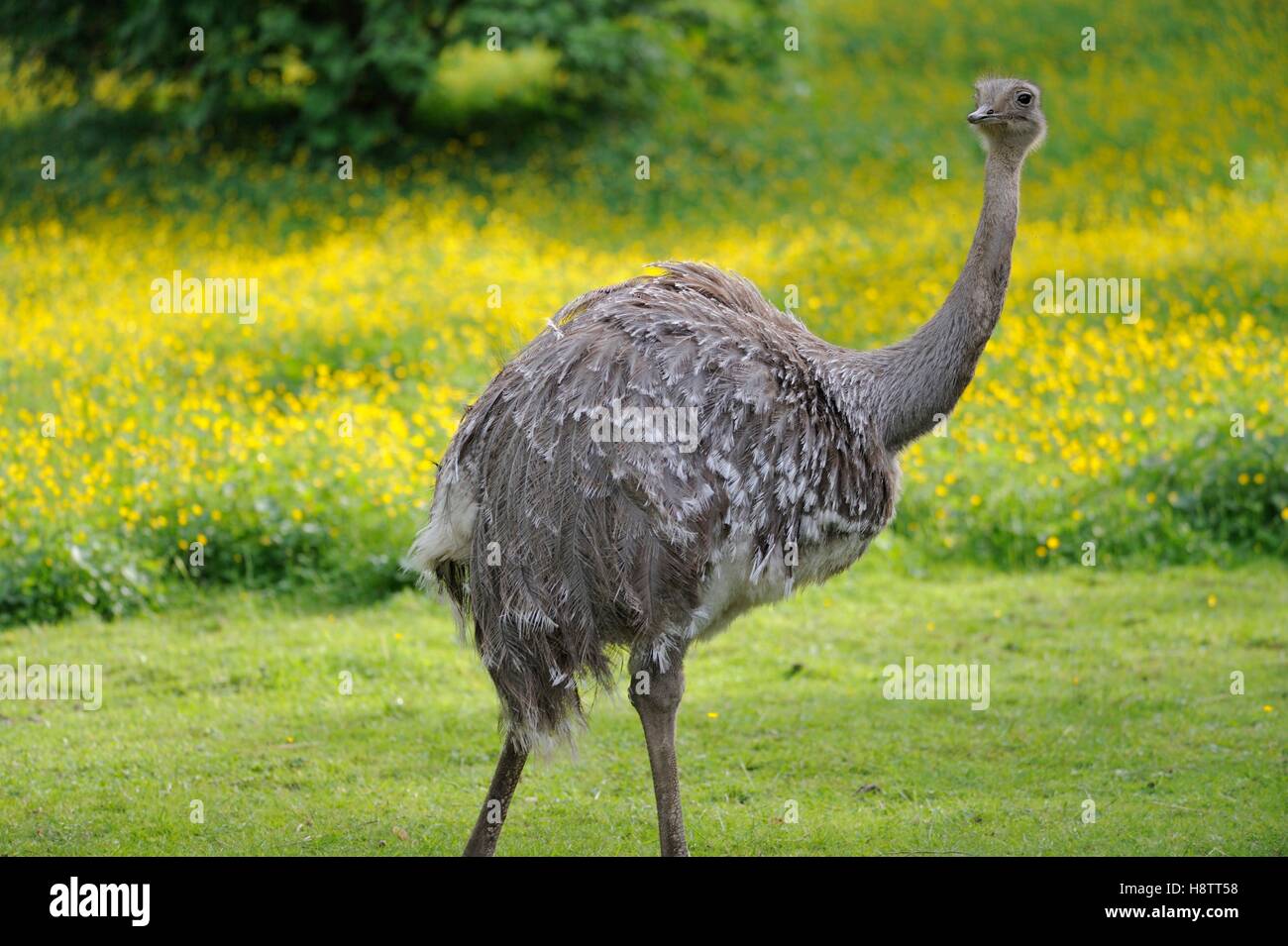 Lesser Rhea (Rhea pennata Stock Photo - Alamy