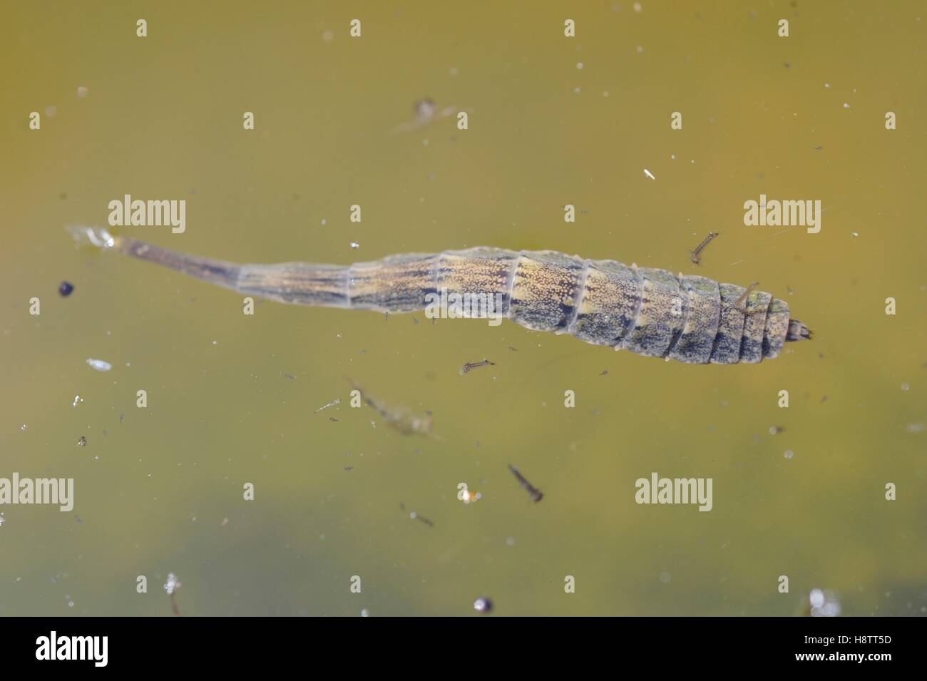Larva of Horsefly (Tabanus sp) in water, Lorraine, France Stock Photo ...