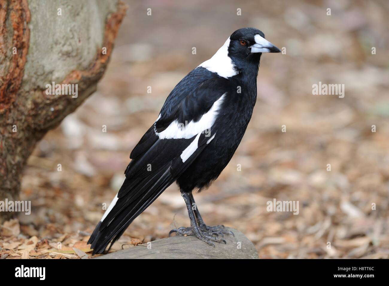 Western Magpie (Gymnorhina tibicen dorsalis) male on ground, Australia ...