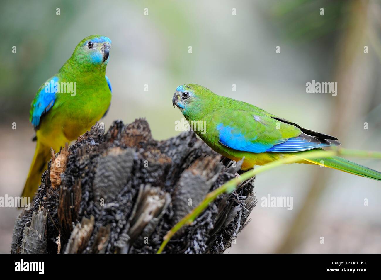 Turquoise Parrots (Neophema pulchella), Australia Stock Photo - Alamy