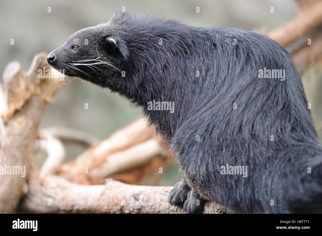 Binturong (Arctictis binturong) on a branch Stock Photo - Alamy