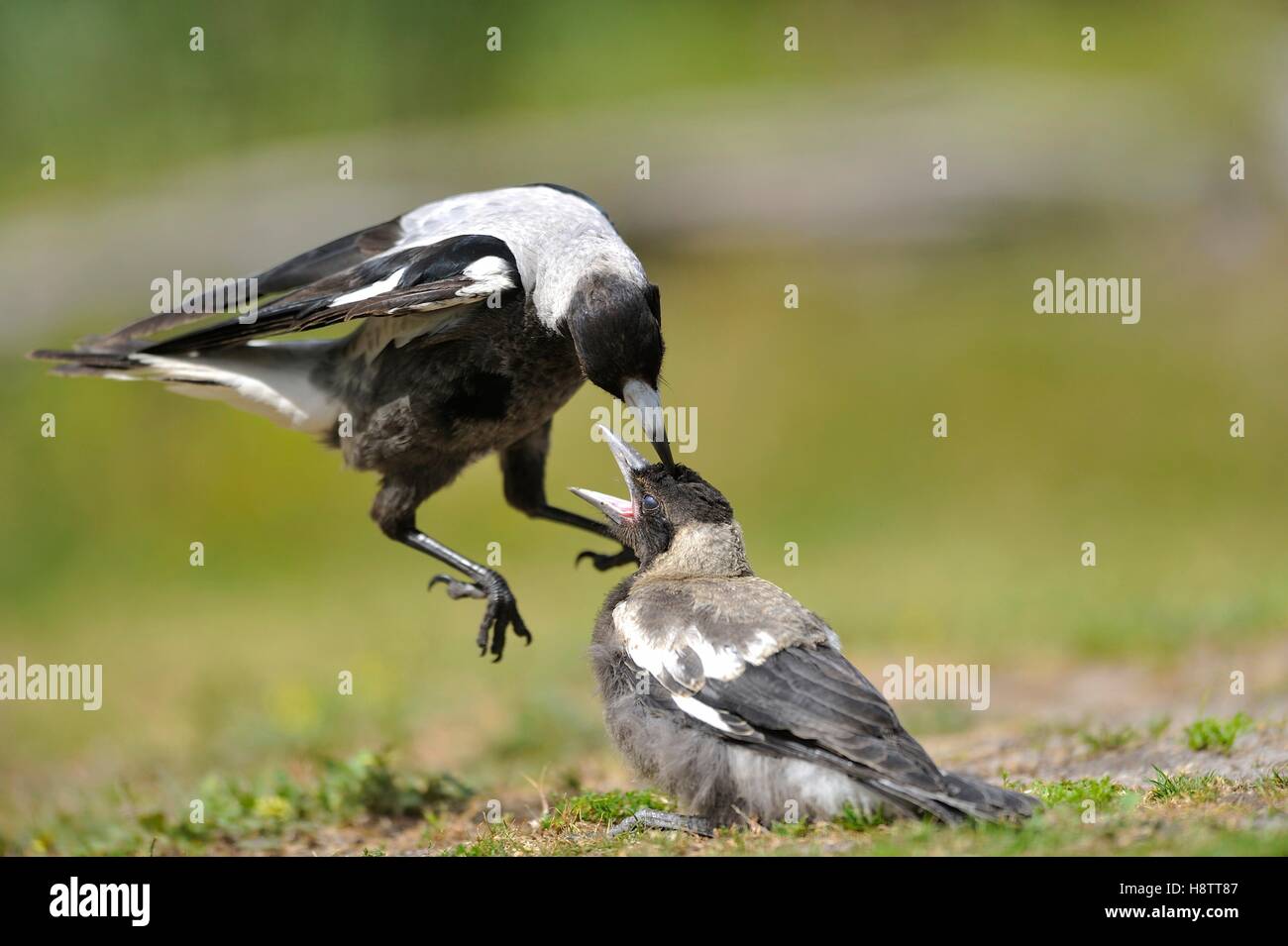 Australian Magpie leuconota (Gymnorhina tibicen telonocua) female and ...