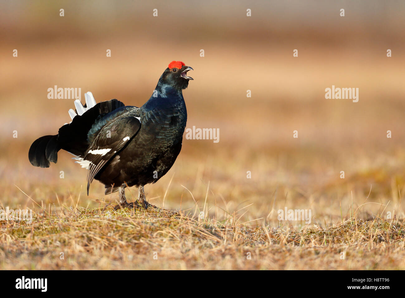 Black grouse (Tetrao tetrix), single male in marsh land, Finland Stock ...