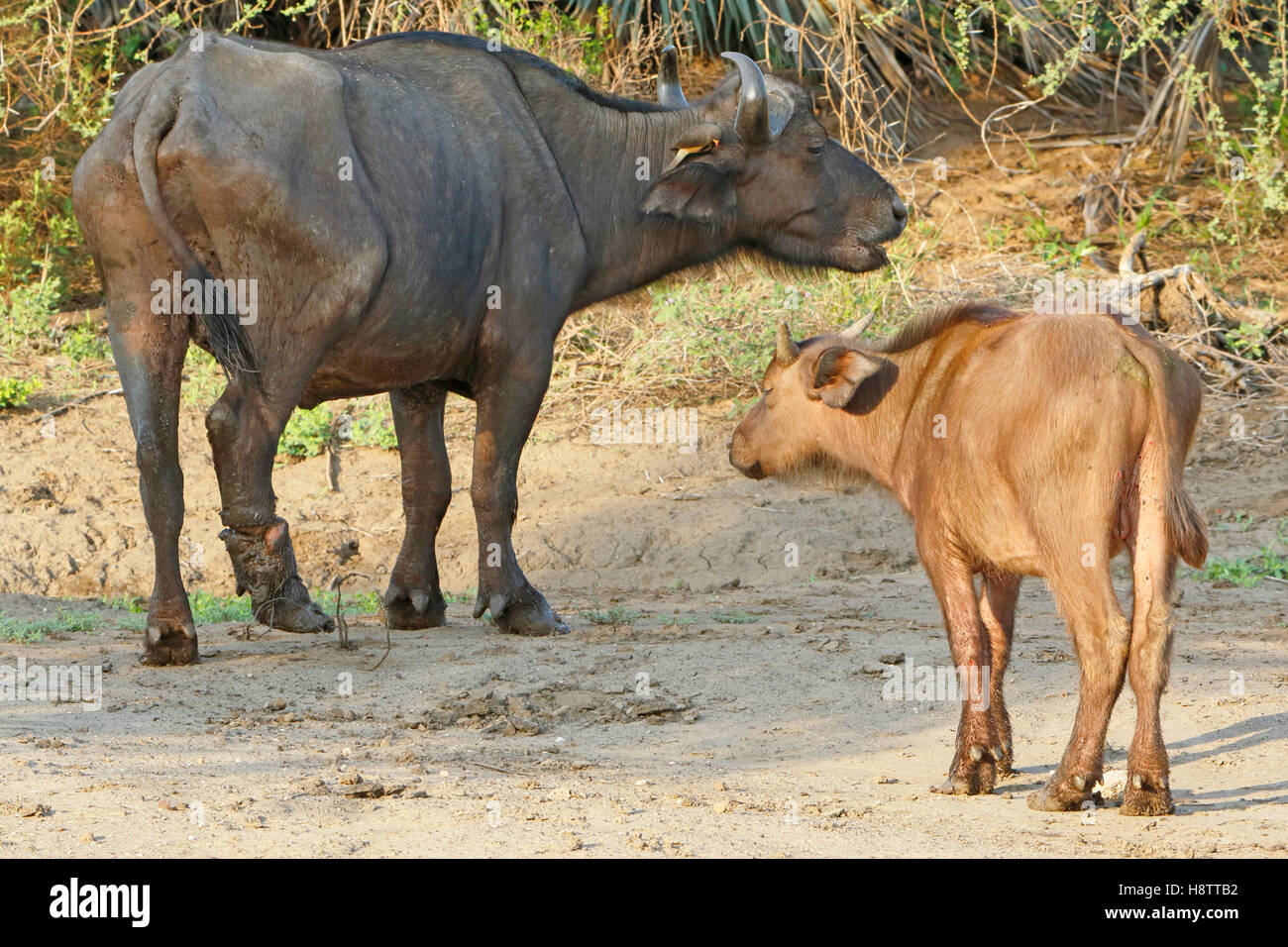 Buffalo (Syncerus caffer). Buffalo victim of poaching (traps ). Kruger ...