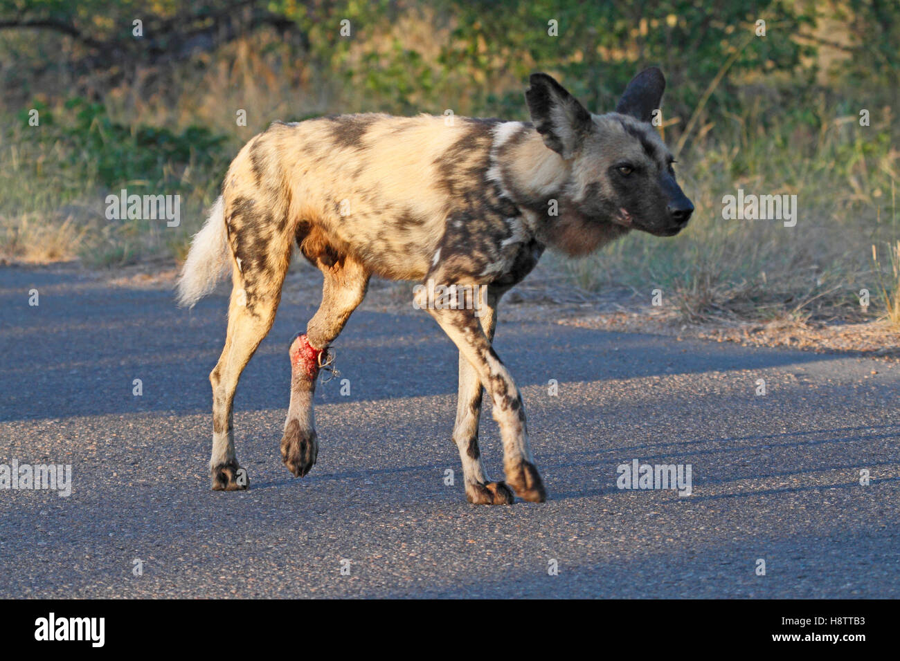 Why Are African Wild Dogs Poached