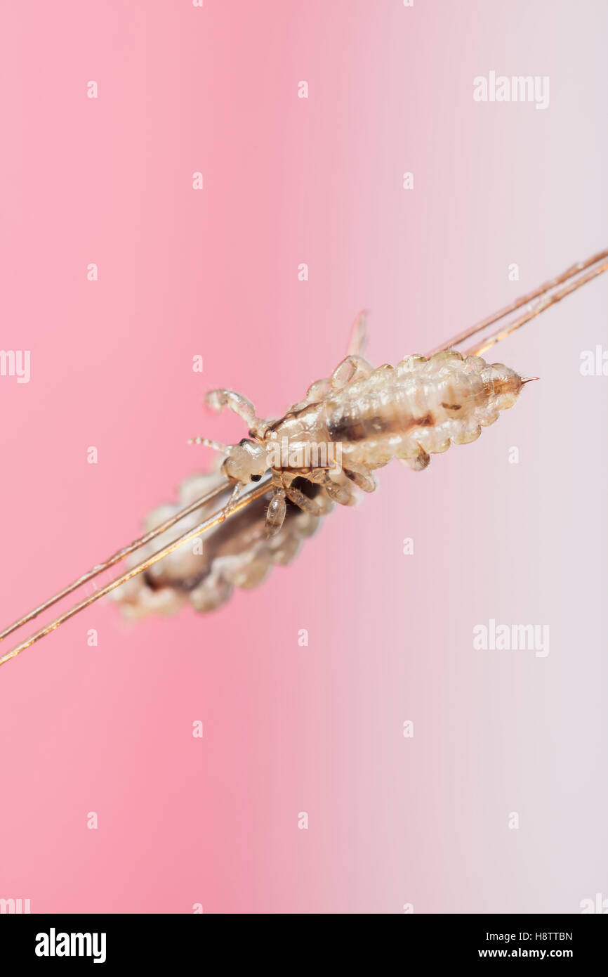 Head lices ( Pediculus humanus capitis ) clinging to the hair Stock ...