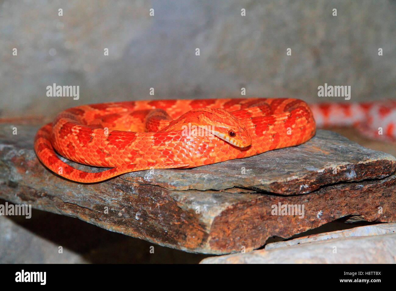 Red corn snake (Panterophis guttatus Stock Photo - Alamy
