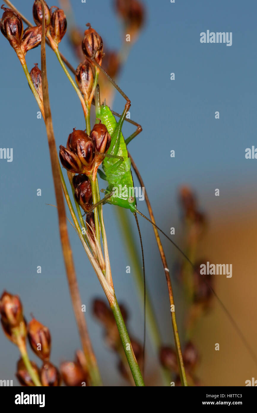 Long-winged Conehead (Conocephalus fuscus), Davière marsh, Vendée ...