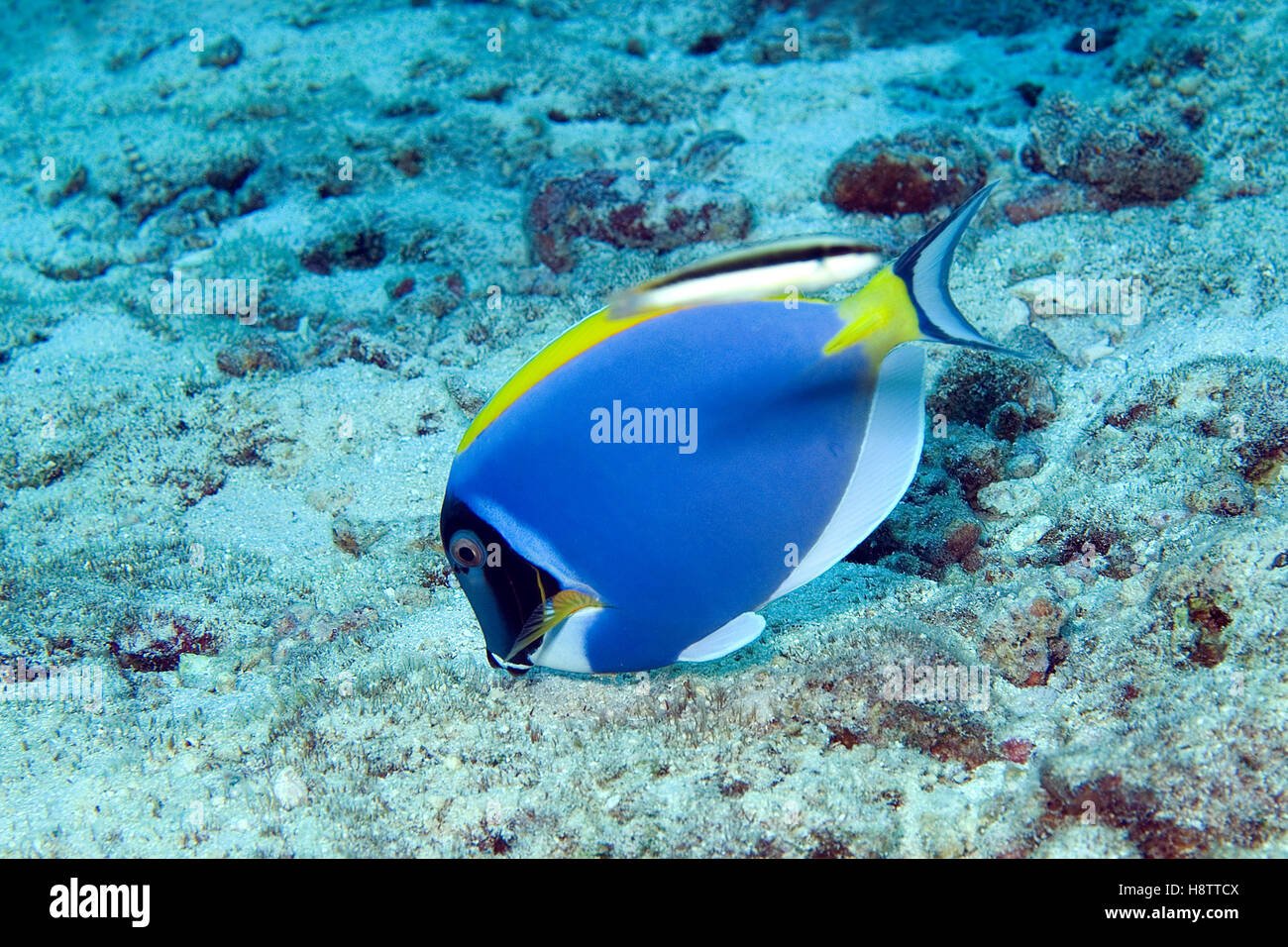 Powderblue surgeonfish (Acanthurus leucosternon), Seychelles Stock ...