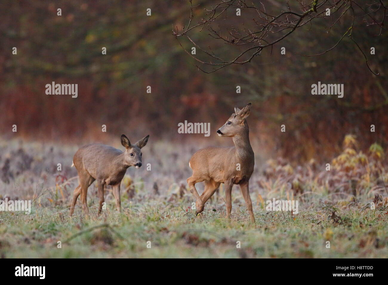 Roe deer (Capreolus capreolus) buck and female hedge exit - Alsace ...