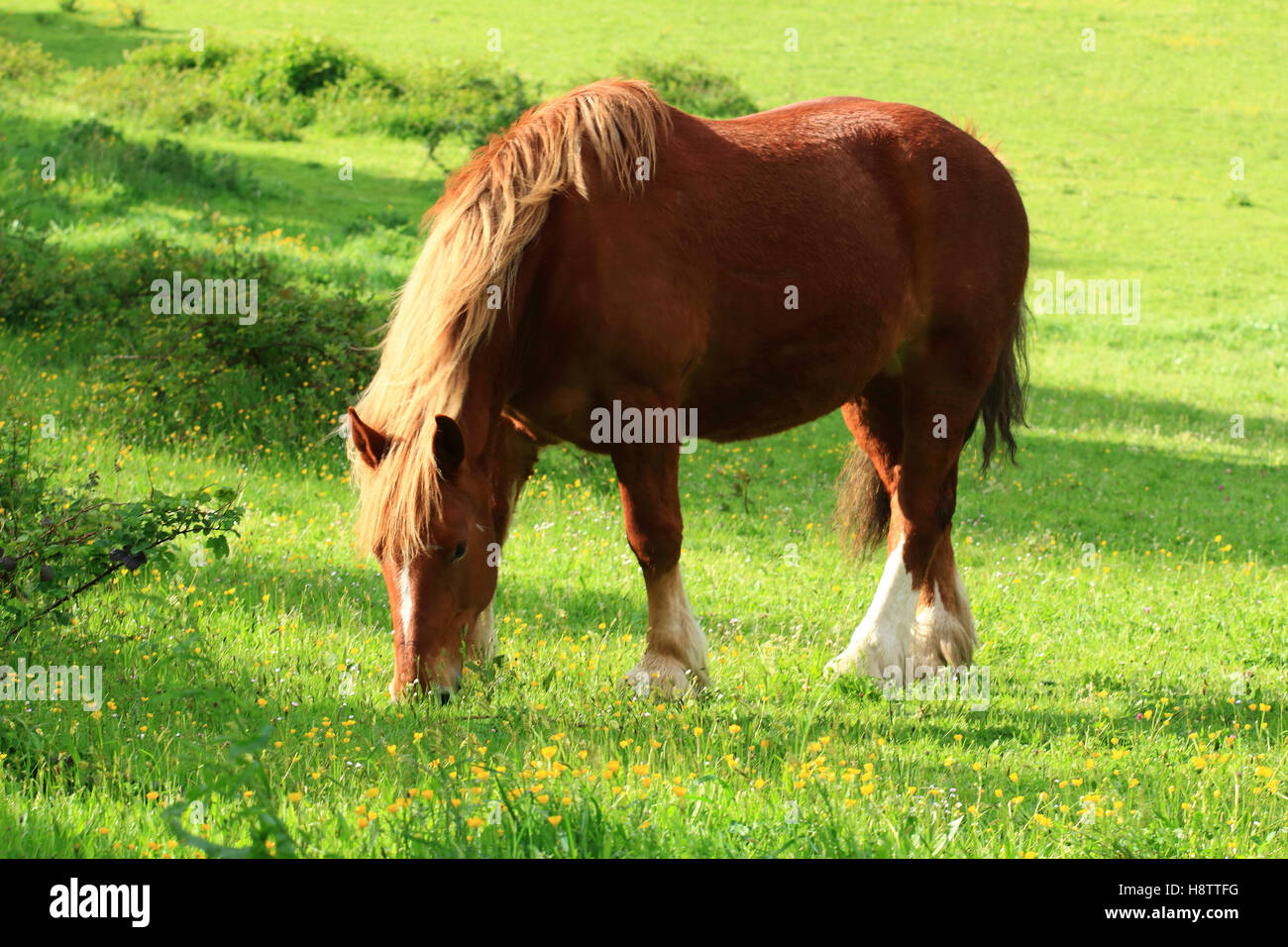 Breton draft horse (Equus caballus) grazing in a meadow, Ploemeur ...