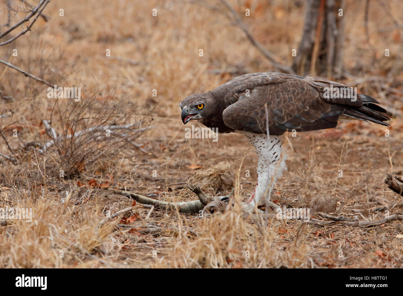 Young monitor lizard hi-res stock photography and images - Alamy