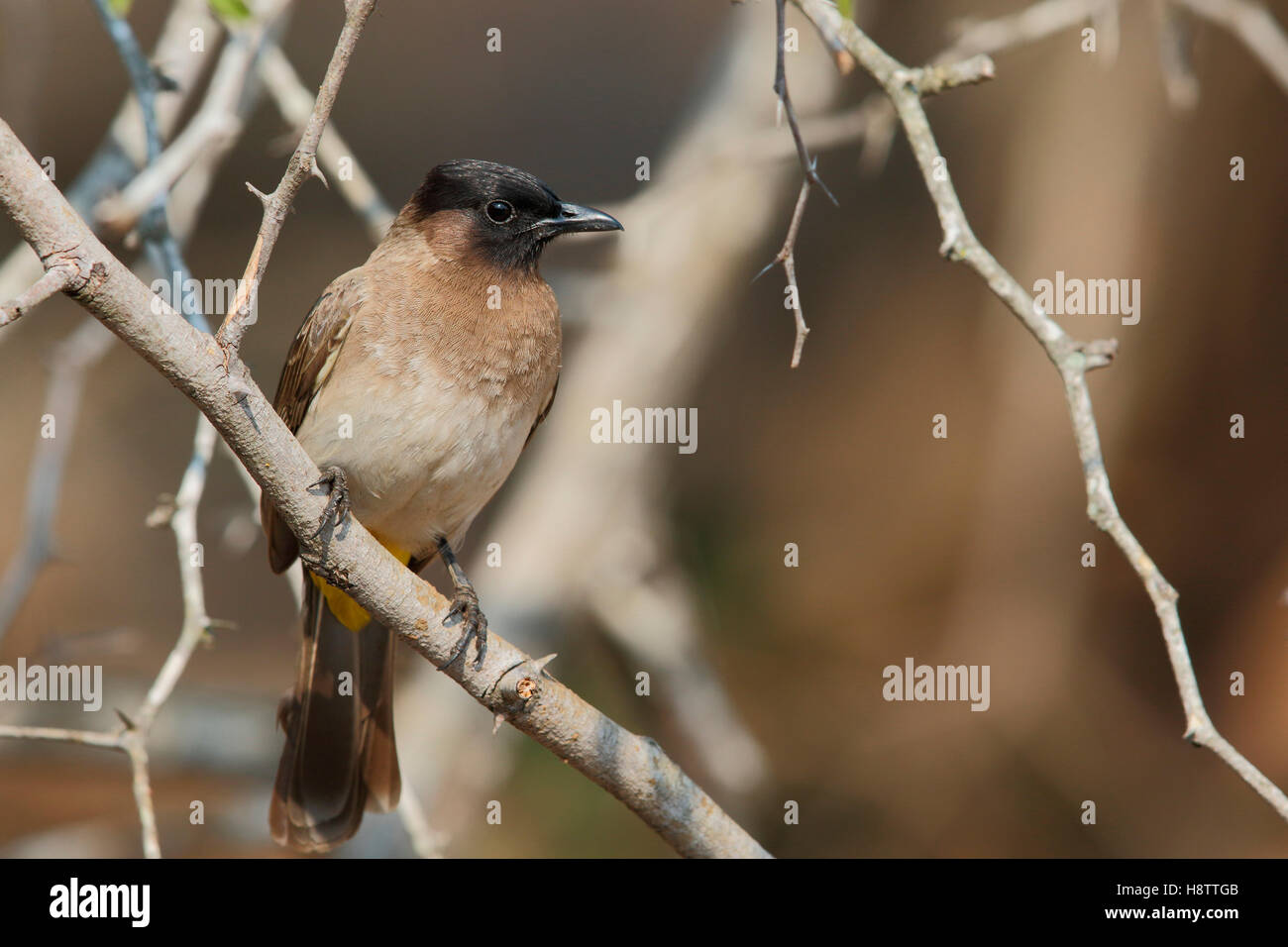 Common Bulbul (Pycnonotus barbatus meridionalis) on a branch, South ...