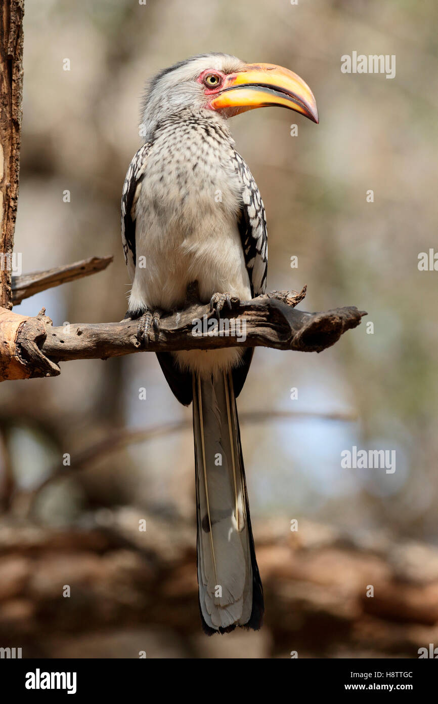 Southern yellow-billed hornbill (Tockus leucomelas) on a branch, South ...