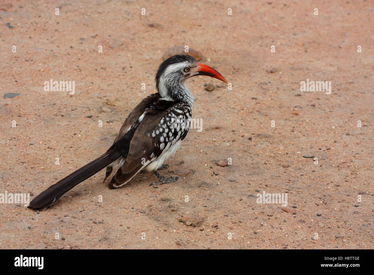 Southern Red-billed Hornbill (Tockus rufirostris) on ground, South ...