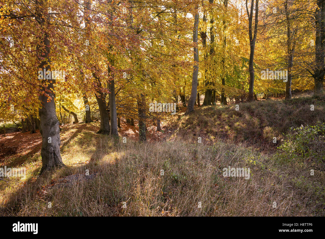Fagus sylvatica – glorious autumn colour of European Beech trees in a ...