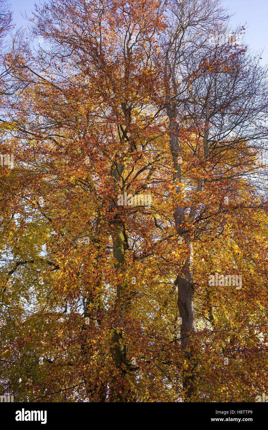 Fagus sylvatica – glorious autumn colour of European Beech trees in a ...
