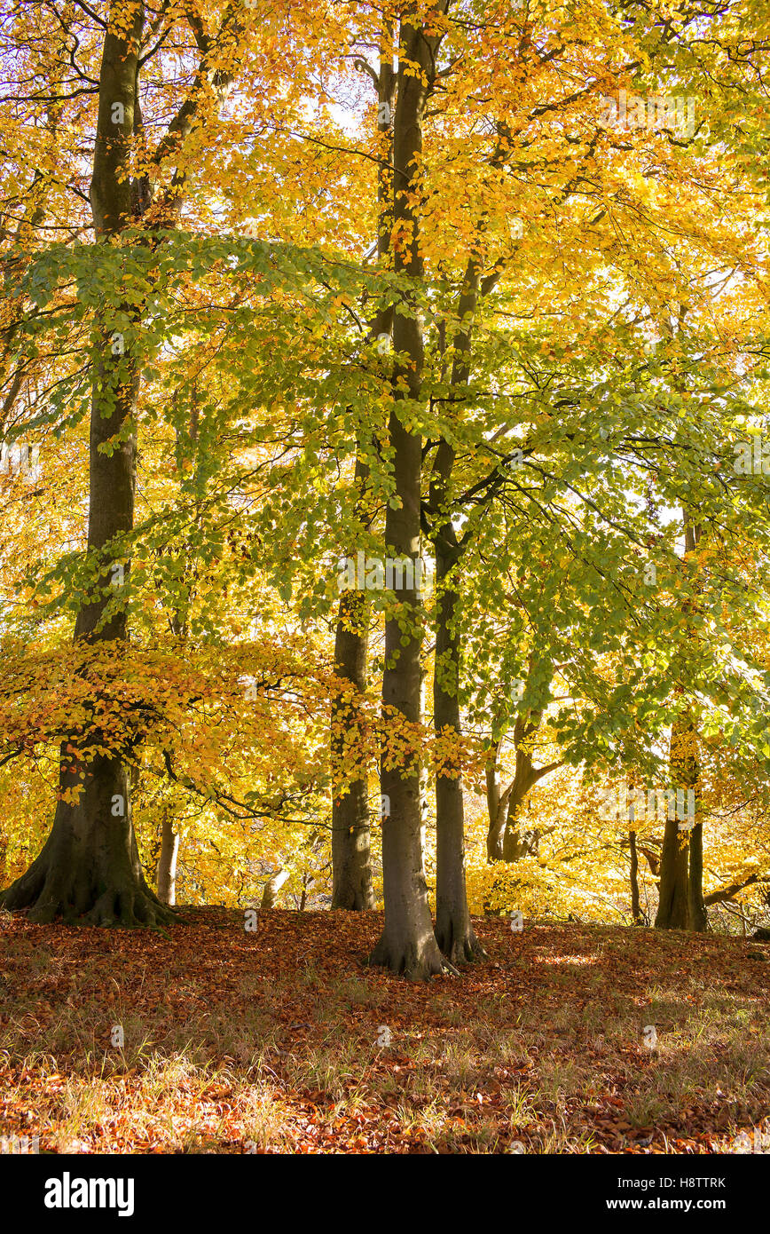 Fagus sylvatica – glorious autumn colour of European Beech trees in a ...