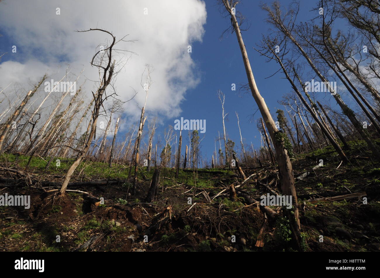 Burnt and charred dead trees following a forest fire in Madeira ...