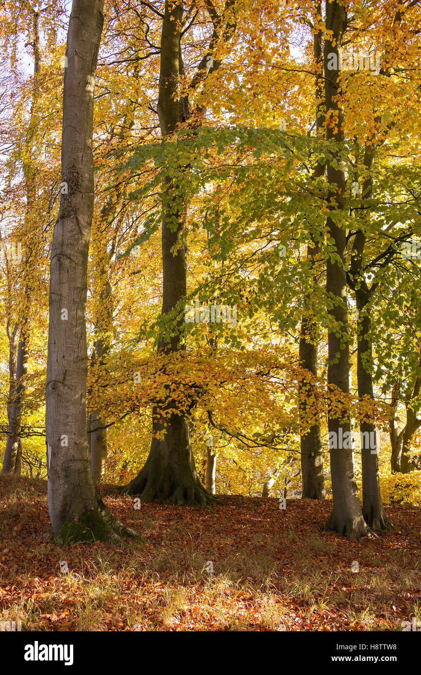 Fagus sylvatica – glorious autumn colour of European Beech trees in a ...