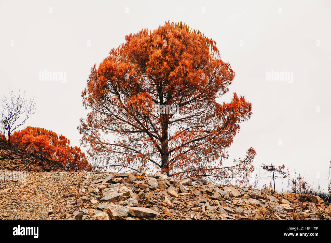 burned pinetree after forest fire Stock Photo - Alamy