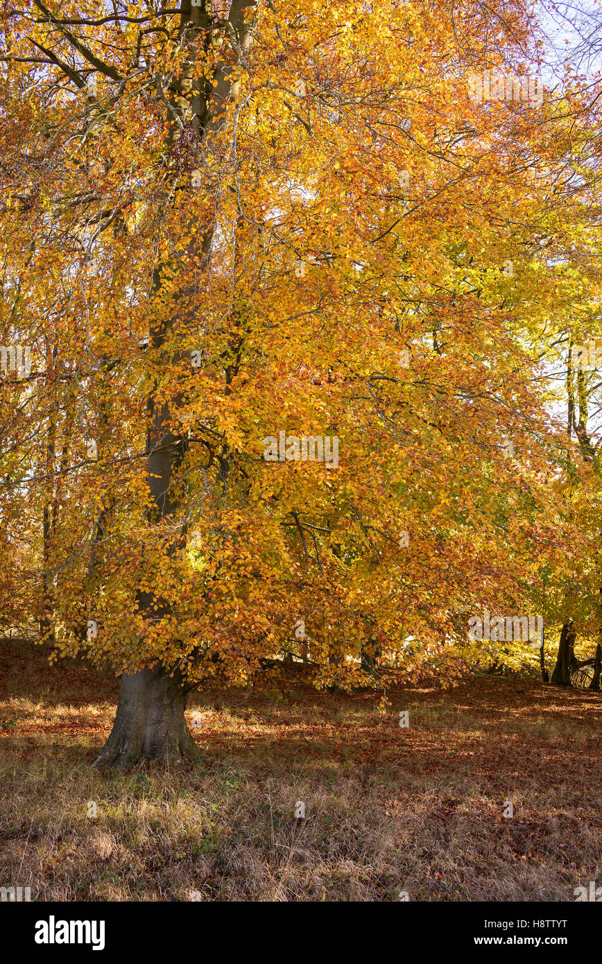Fagus sylvatica – glorious autumn colour of European Beech trees in a ...