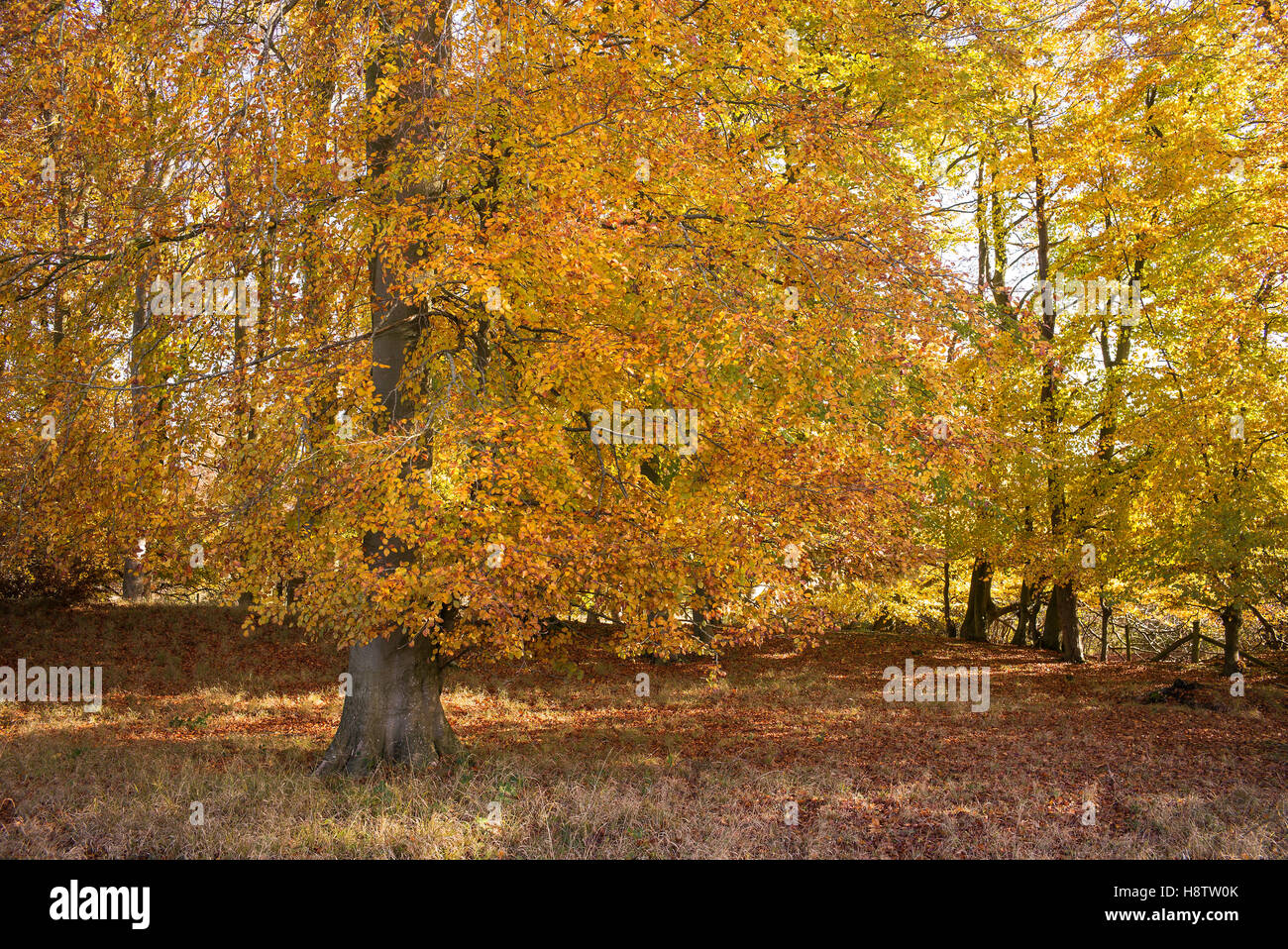 Fagus sylvatica – glorious autumn colour of European Beech trees in a ...