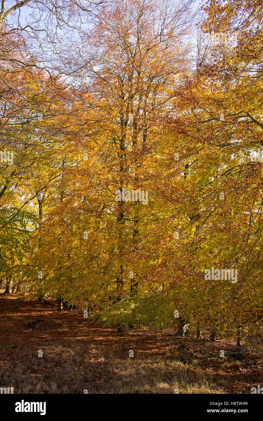 Fagus sylvatica – glorious autumn colour of European Beech trees in a ...