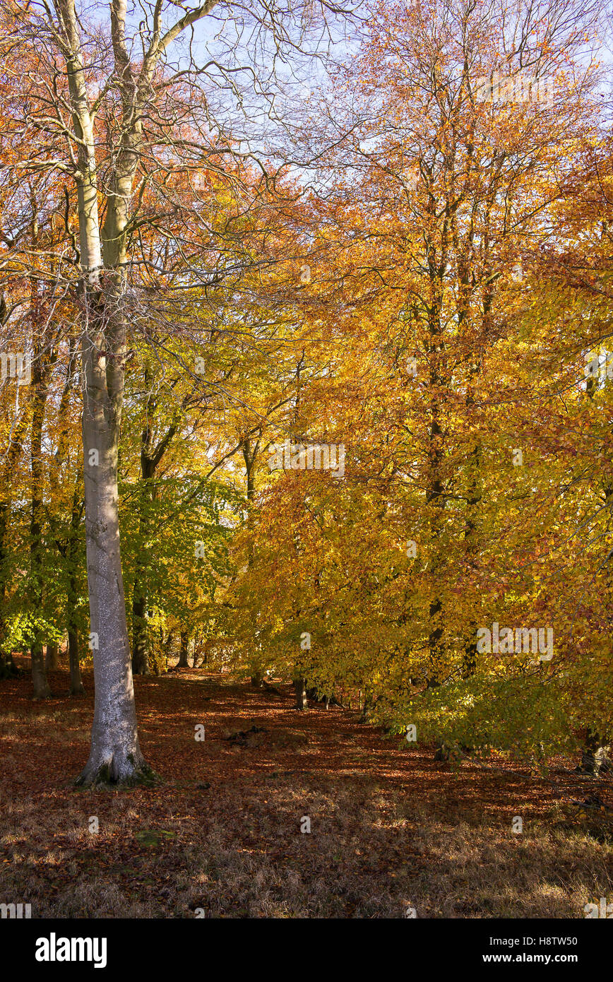 Fagus sylvatica – glorious autumn colour of European Beech trees in a ...