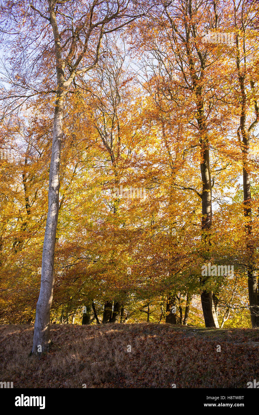 Fagus sylvatica – glorious autumn colour of European Beech trees in a ...