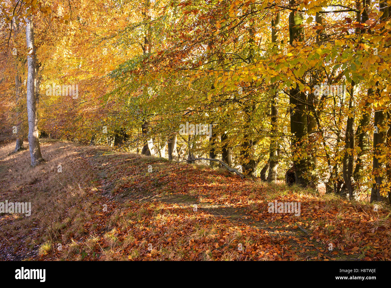 Fagus sylvatica – glorious autumn colour of European Beech trees in a ...