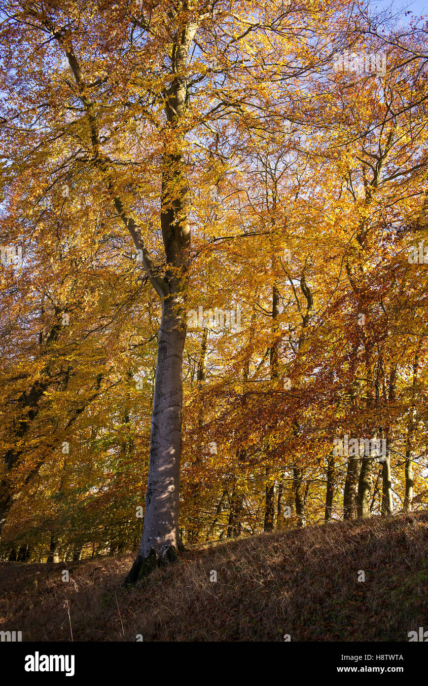 Fagus sylvatica – glorious autumn colour of European Beech trees in a ...