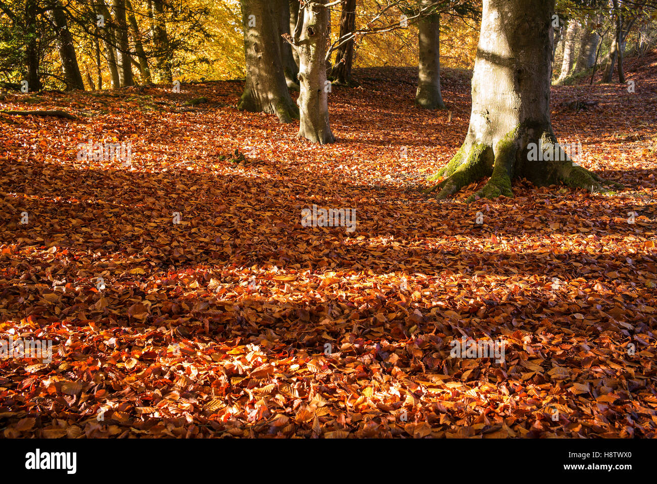 Fagus sylvatica – glorious autumn colour of European Beech trees in a ...