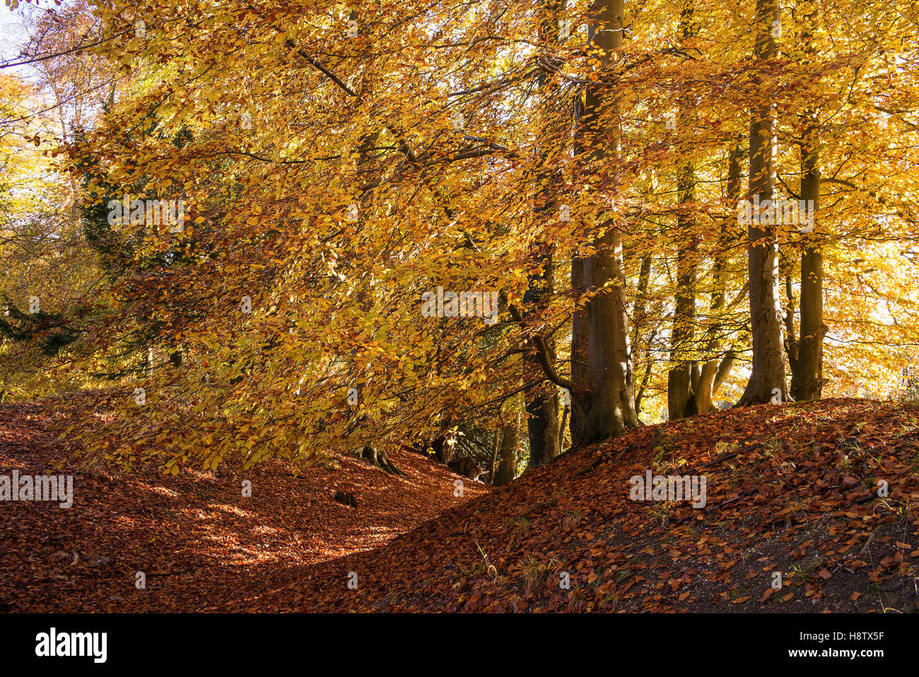 Fagus sylvatica – glorious autumn colour of European Beech trees in a ...