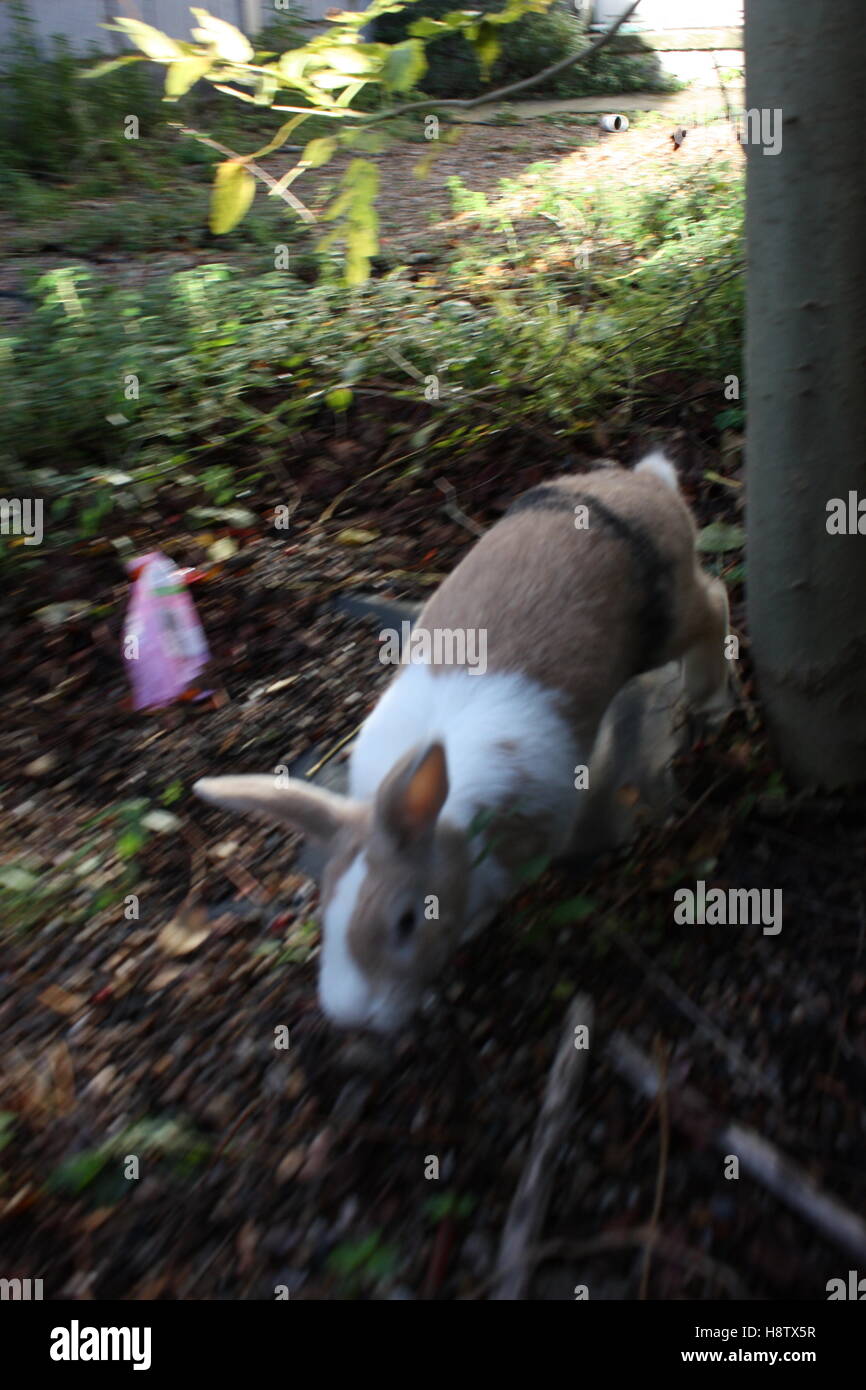 Blue eyed pet rabbit enjoying time in the garden unusual coloured coat ...