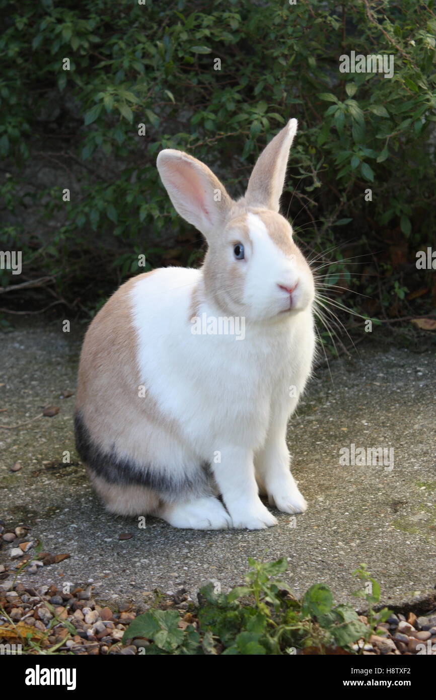 Blue eyed pet rabbit enjoying time in the garden unusual coloured coat ...