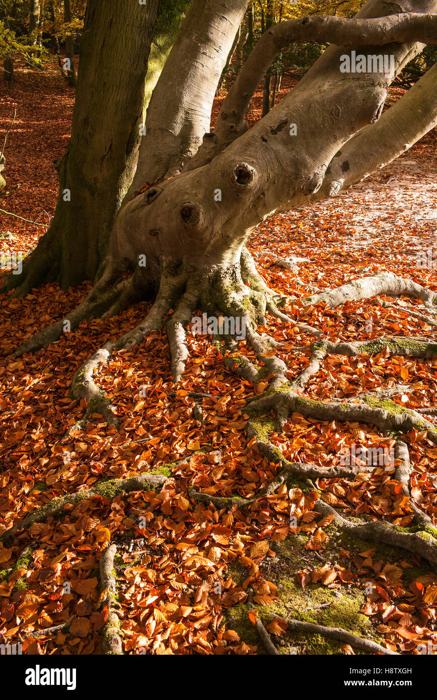 Fagus sylvatica – glorious autumn colour of European Beech trees in a ...
