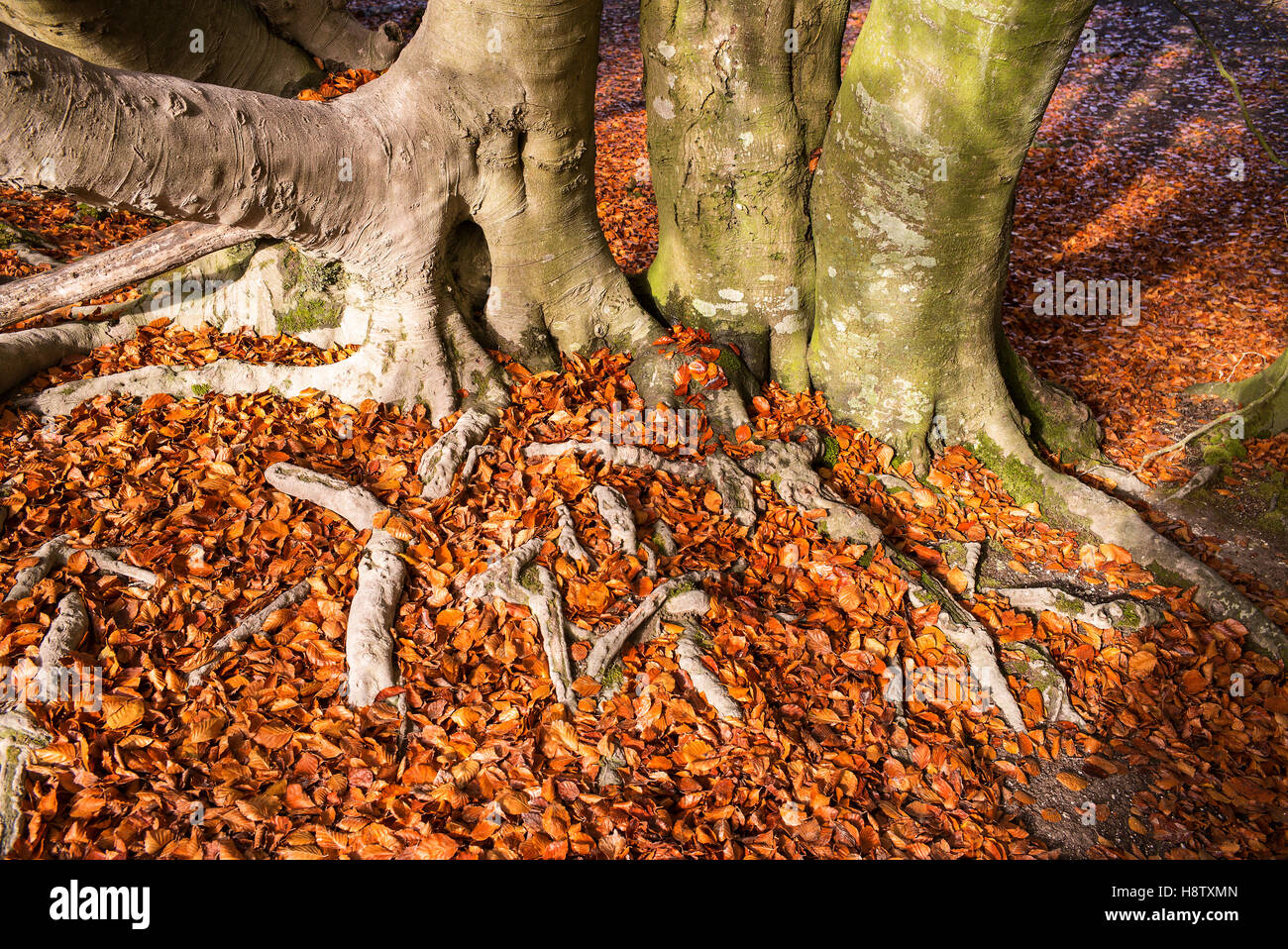 Fagus sylvatica – glorious autumn colour of European Beech trees in a ...