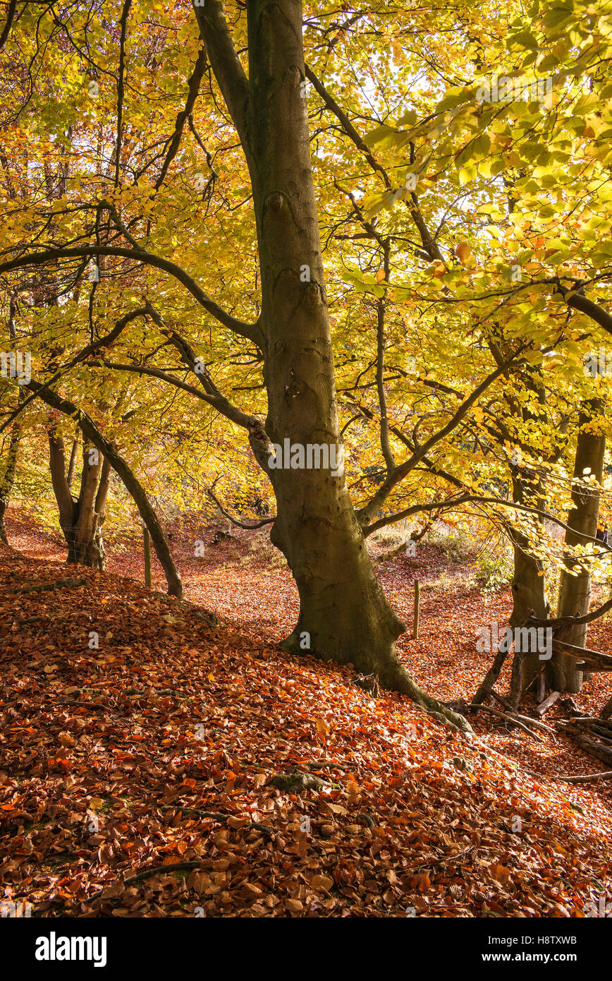 Fagus sylvatica – golden autumn foliage colour of European Beech trees ...