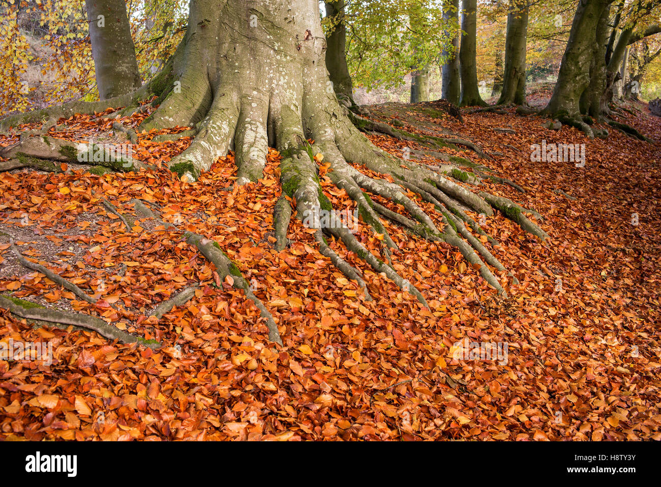 Fagus sylvatica – fallen leaves of European Beech trees in a deciduous ...