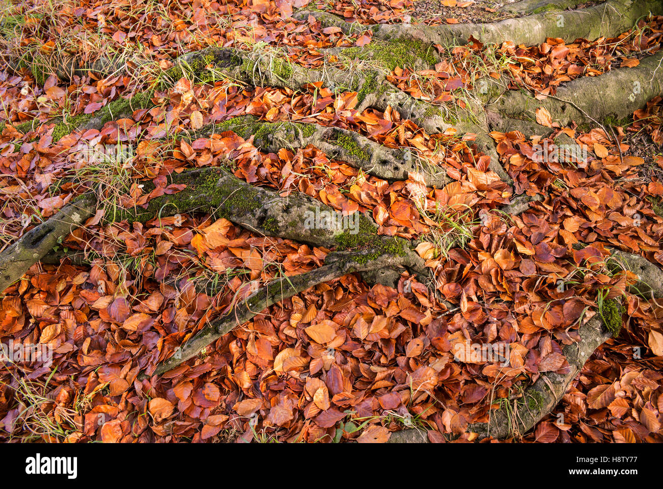 Fagus sylvatica – fallen leaves of European Beech trees in a deciduous ...