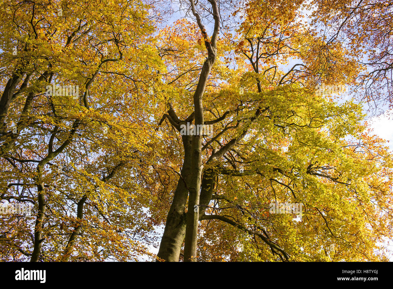 Fagus sylvatica – glorious autumn colour of European Beech trees in a ...