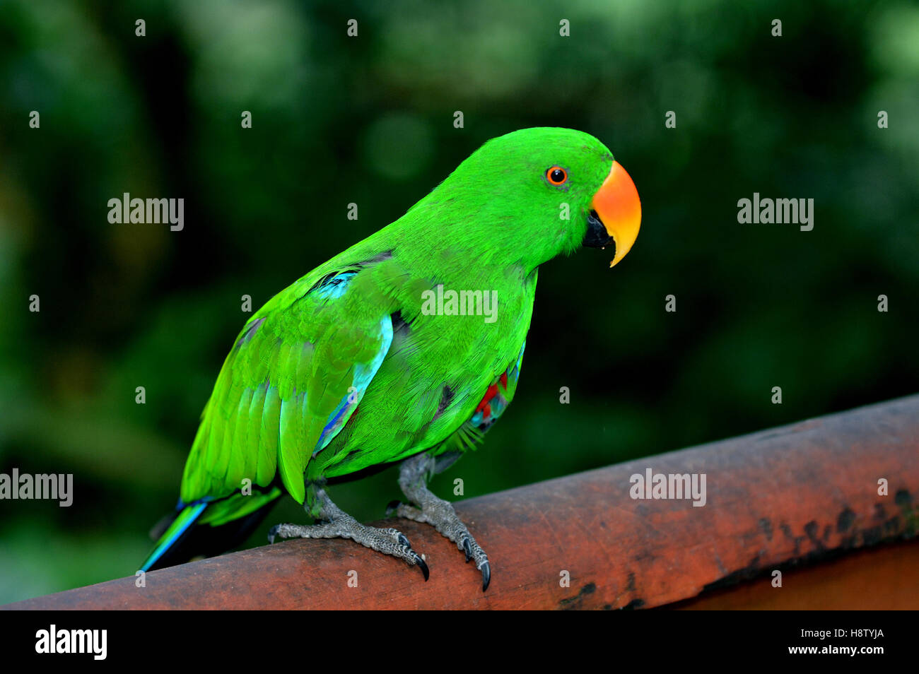 Male Branch High Resolution Stock Photography and Images - Alamy