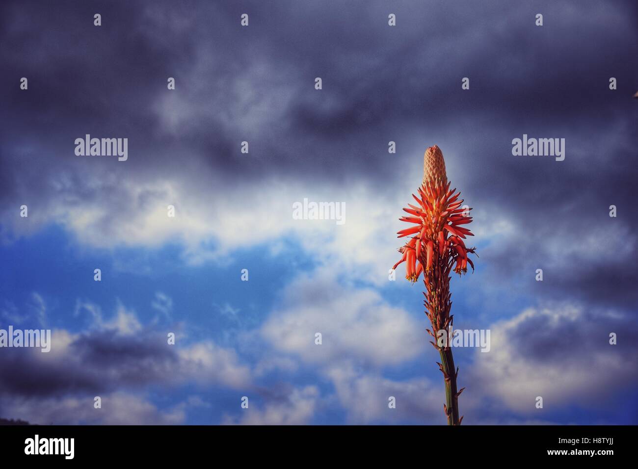 Cameroon flower hi-res stock photography and images - Alamy