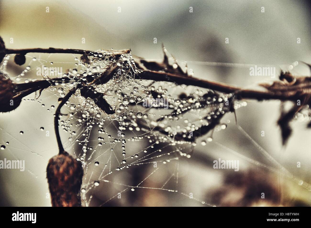 Water droplets on dried flower head in autumn Stock Photo - Alamy
